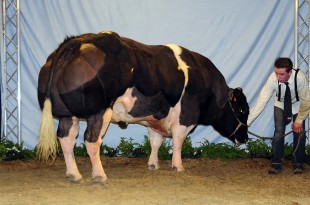 Genetically engineered ‘double muscle’ dogs born in China | KitGuru